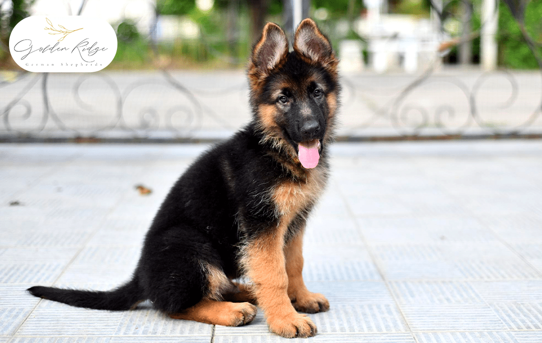 How to Tell If a Male or Female German Shepherd Puppy Is a Better Fit ...